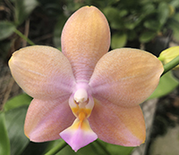 Phalaenopsis Sapphire's Jelly Bean | Sapphire Dragon Orchids